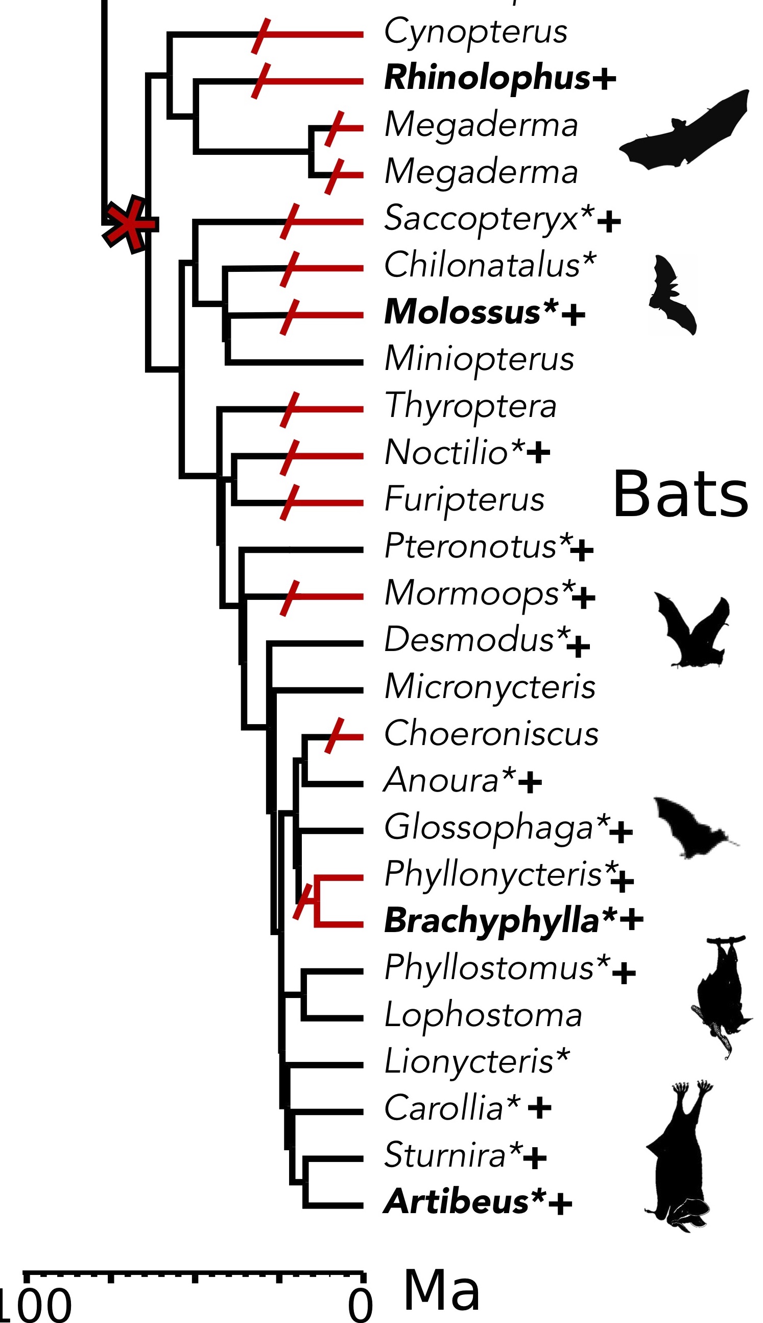 Bat goblet cells as immuno-hotspots for infection of coronavirus ...