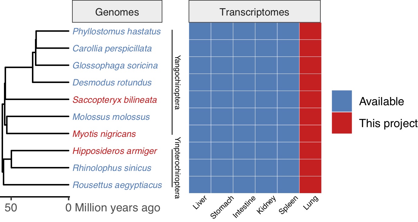 Immunological adaptations in bats to moderate the effect of coronavirus ...