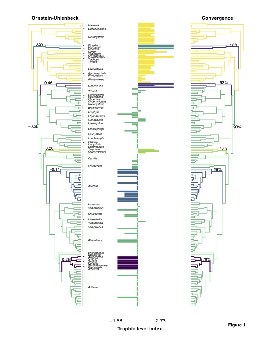 Adapt or Live: Adaptation, Convergent Evolution, and Plesiomorphy ...
