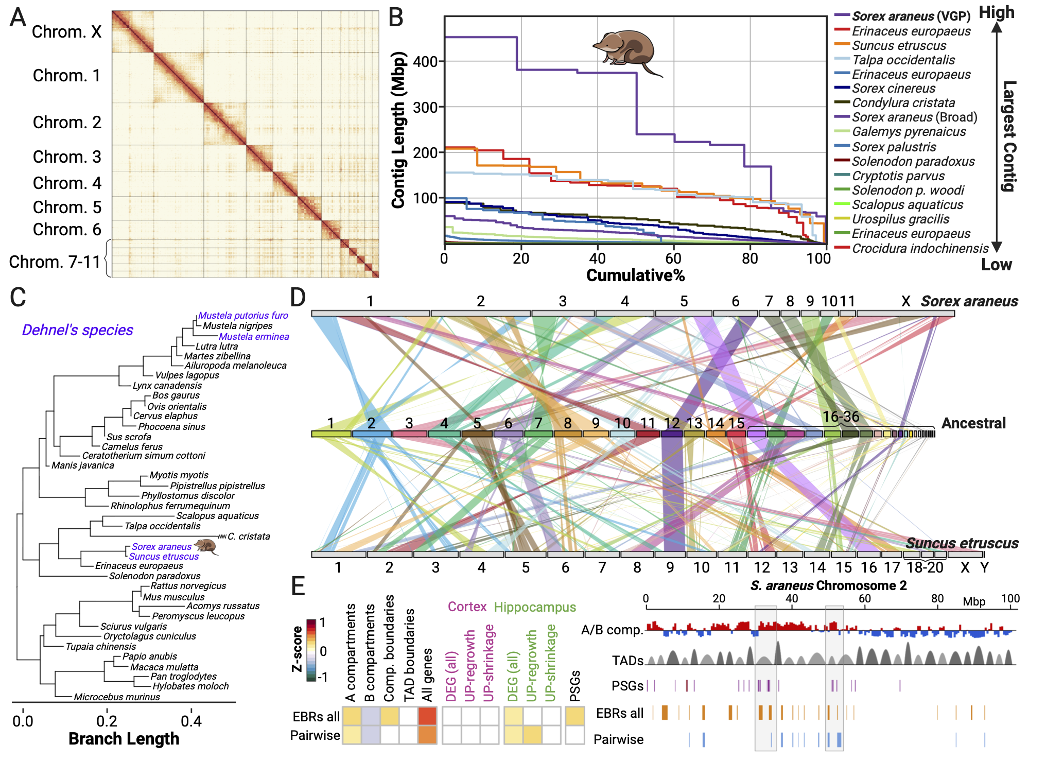 Genomic comparisons shed light on the adaptive basis of brain size ...