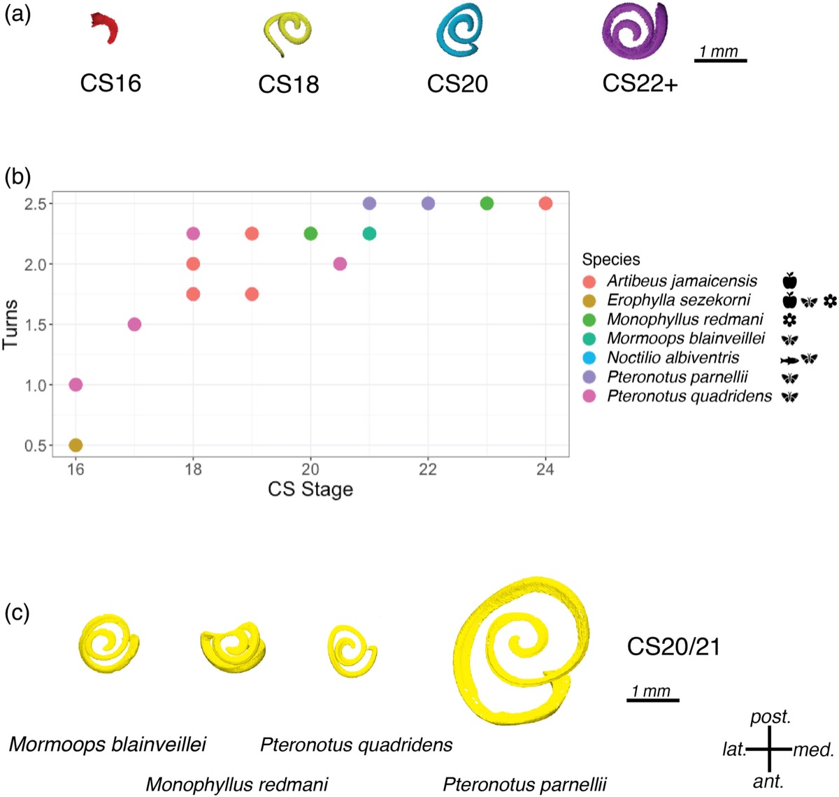 Cochlea development shapes bat sensory system evolution | Dávalos Lab