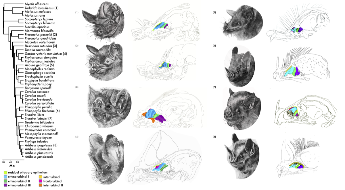 Ecological constraints on highly evolvable olfactory receptor genes and ...