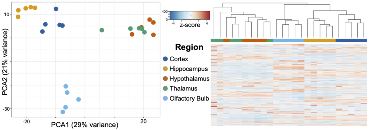 Histological and MRI brain atlas of the common shrew, Sorex araneus ...