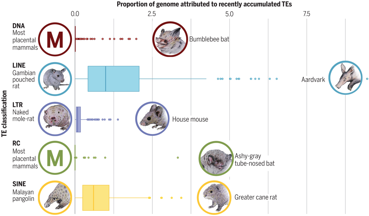 Insights into mammalian TE diversity via the curation of 248 mammalian genome assemblies ...