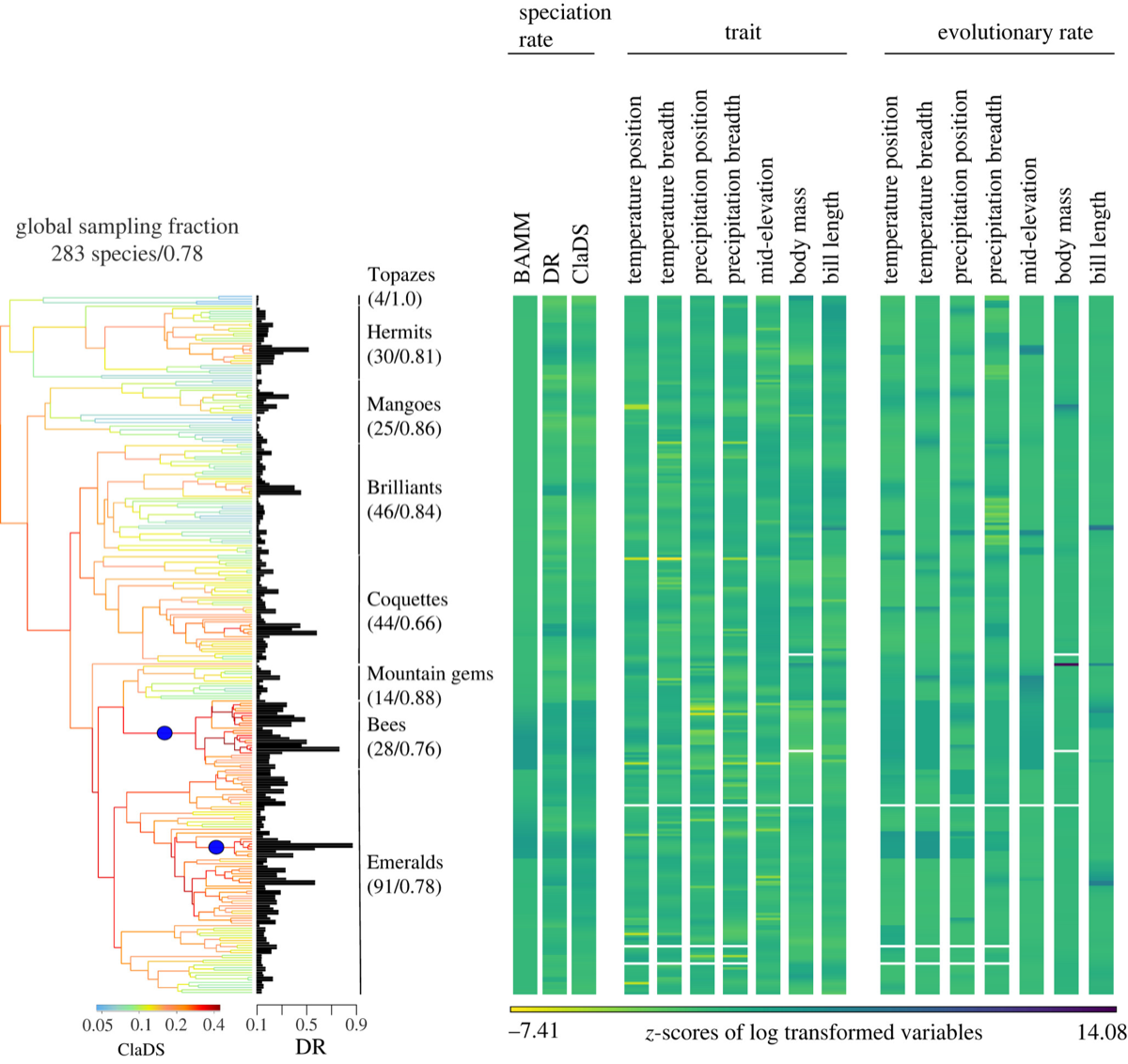 Morphology and niche evolution influence hummingbird speciation rates ...