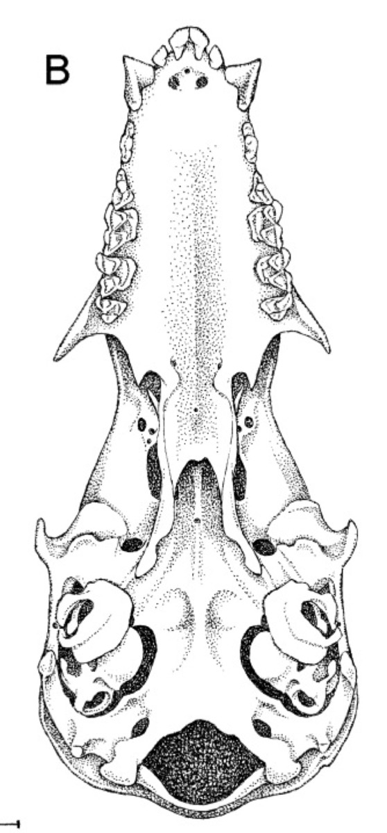 A New Chocoan Species of Lonchophylla (Chiroptera: Phyllostomidae ...