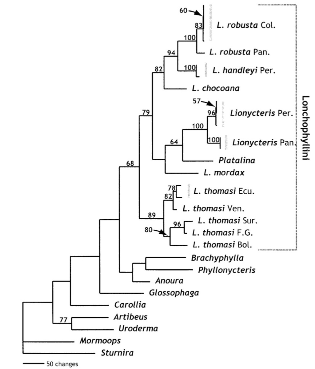 Phylogeny of the Lonchophyllini (Chiroptera: Phyllostomidae) | Dávalos Lab