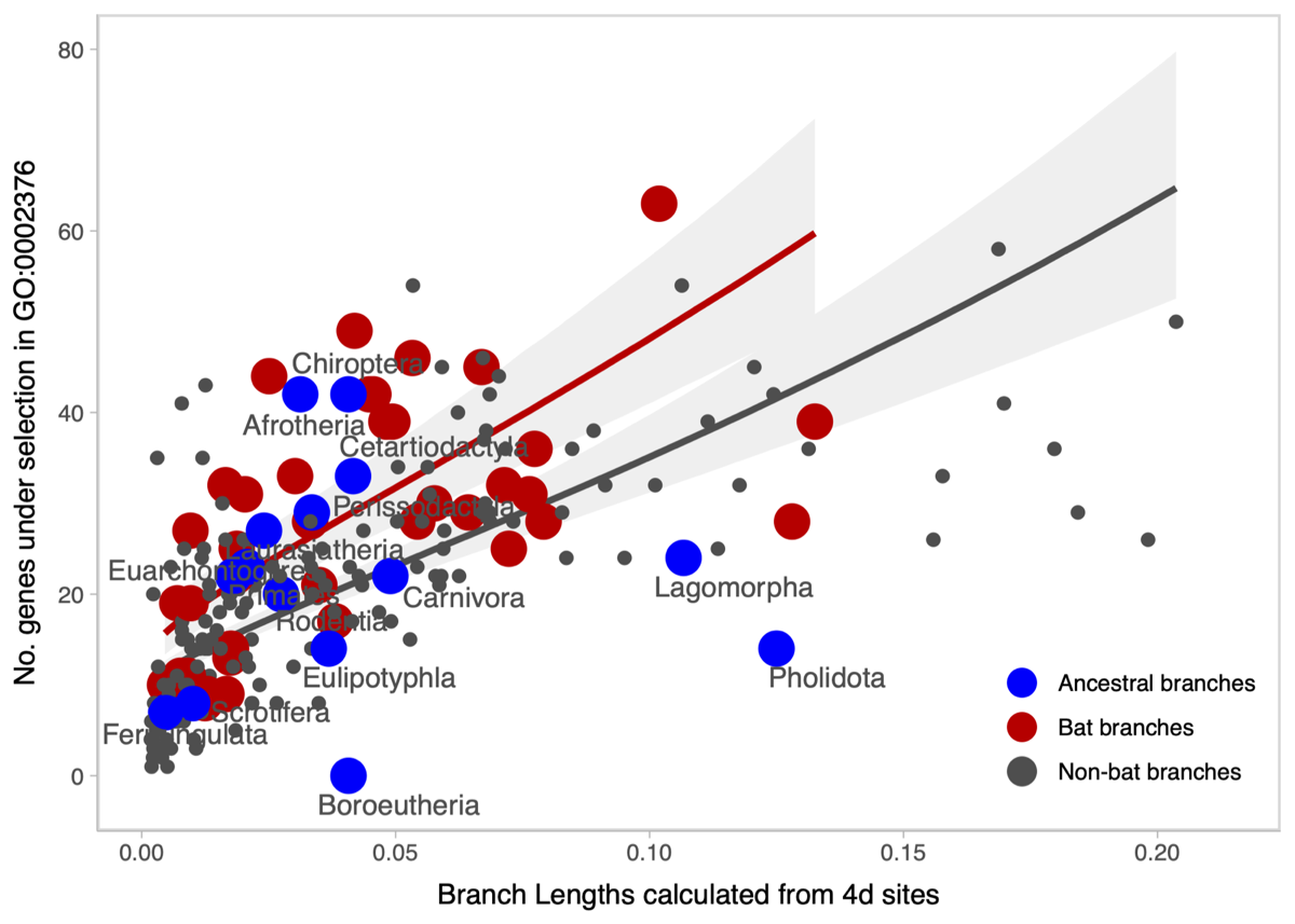 Bat genomes illuminate adaptations to viral tolerance and disease ...