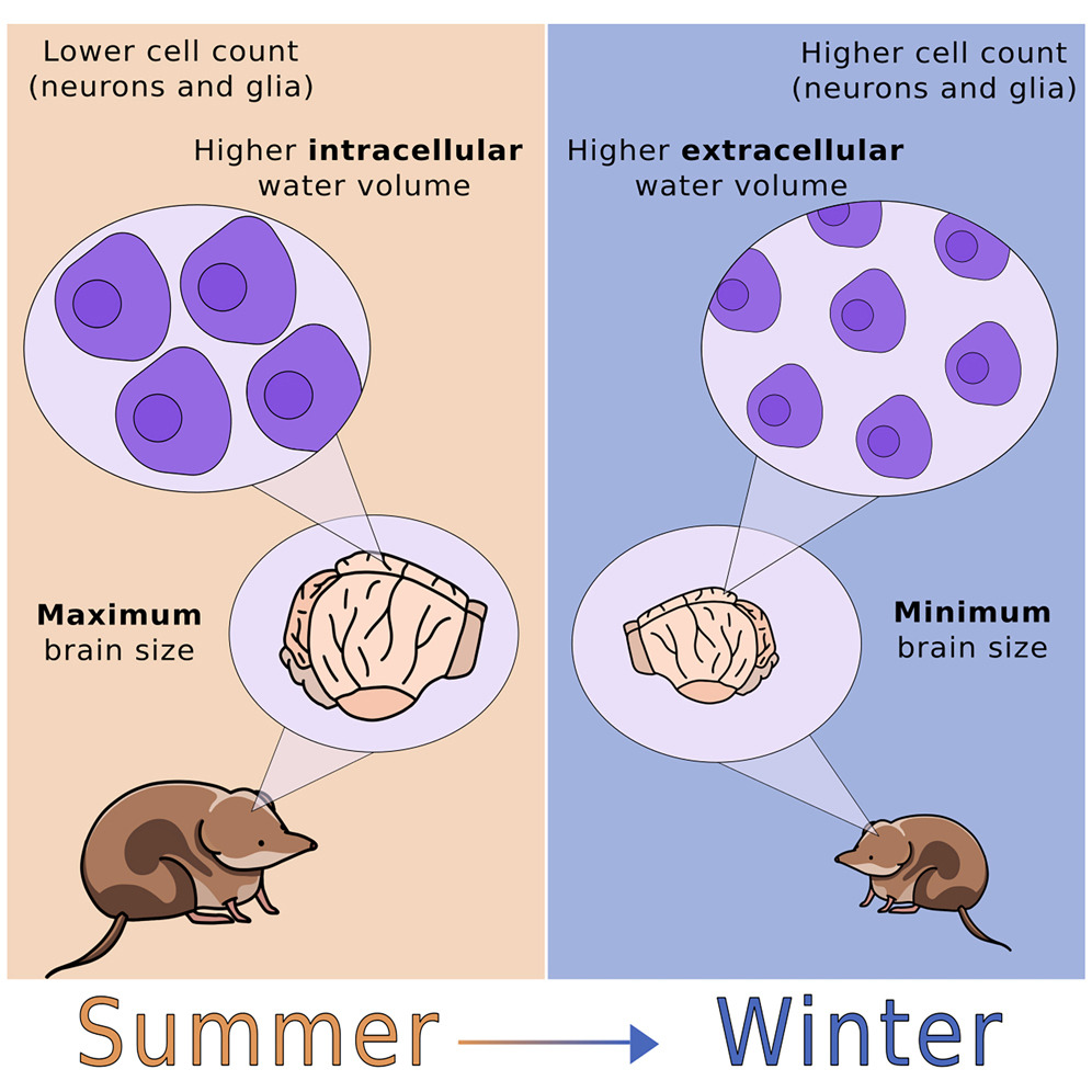 Programmed seasonal brain shrinkage in the common shrew via water loss ...