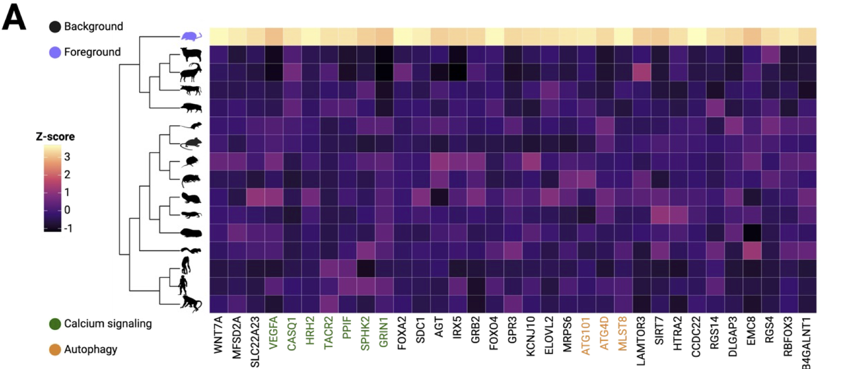 Seasonal and comparative evidence of adaptive gene expression in ...